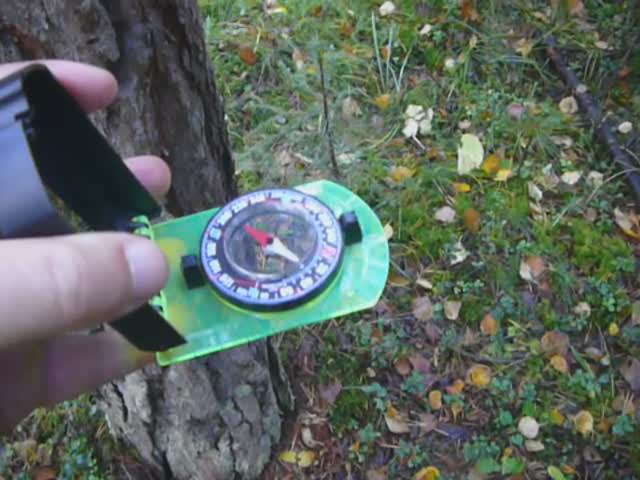 Ориентирование. Мох у основания стволов лиственниц
