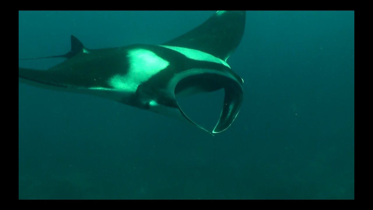 Diving in Similan Islands