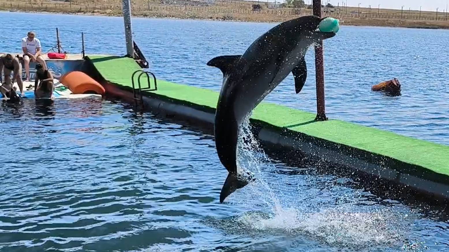 Дельфинотерапия