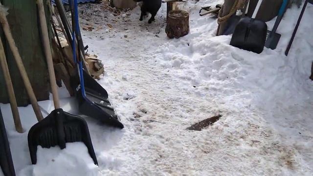 Лабрадор Акира и Хаски Норд. Давно не виделись.