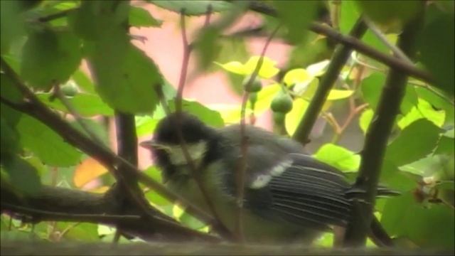 Слеток большой синицы 03.06.21.