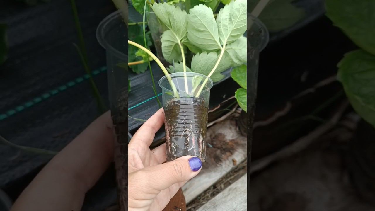 Урок 48. Когда пора обрезать саженец от материнского куста?