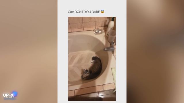 ПРИКОЛЫ С КОШКАМИ №501 Смешные Коты И Котята! Самые Милые И Прикольные!.mp4