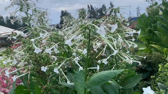 Ну что, пройдемся по табаку?