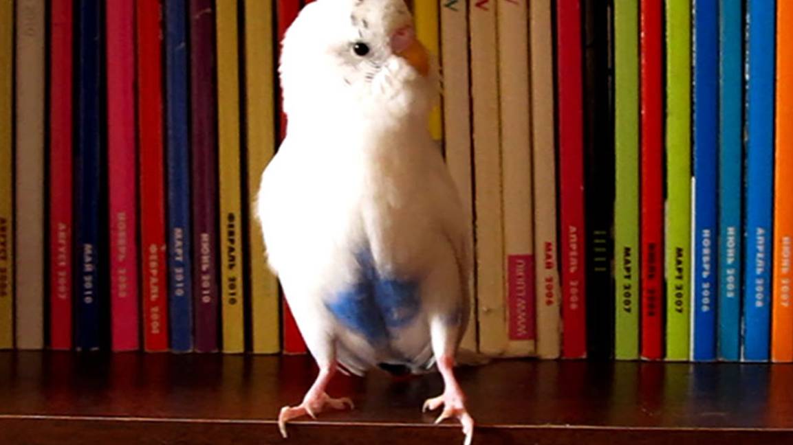 Морозко просто орел!