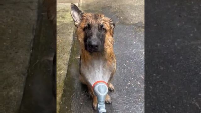 Смешные животные #60.mp4