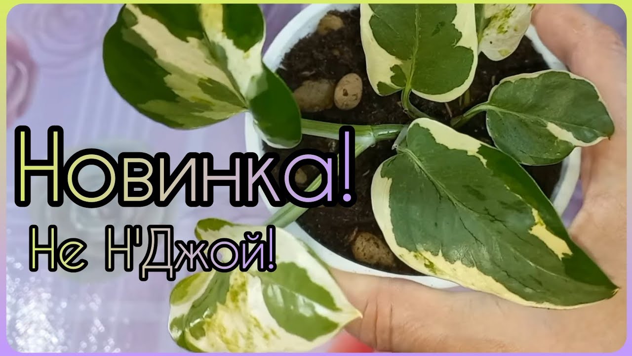 И Хомяк, и Жаба довольны?Растение по обмену?АРОИДНАЯ Новинка в коллекцию?Пересадка?Грунт?Сорт?