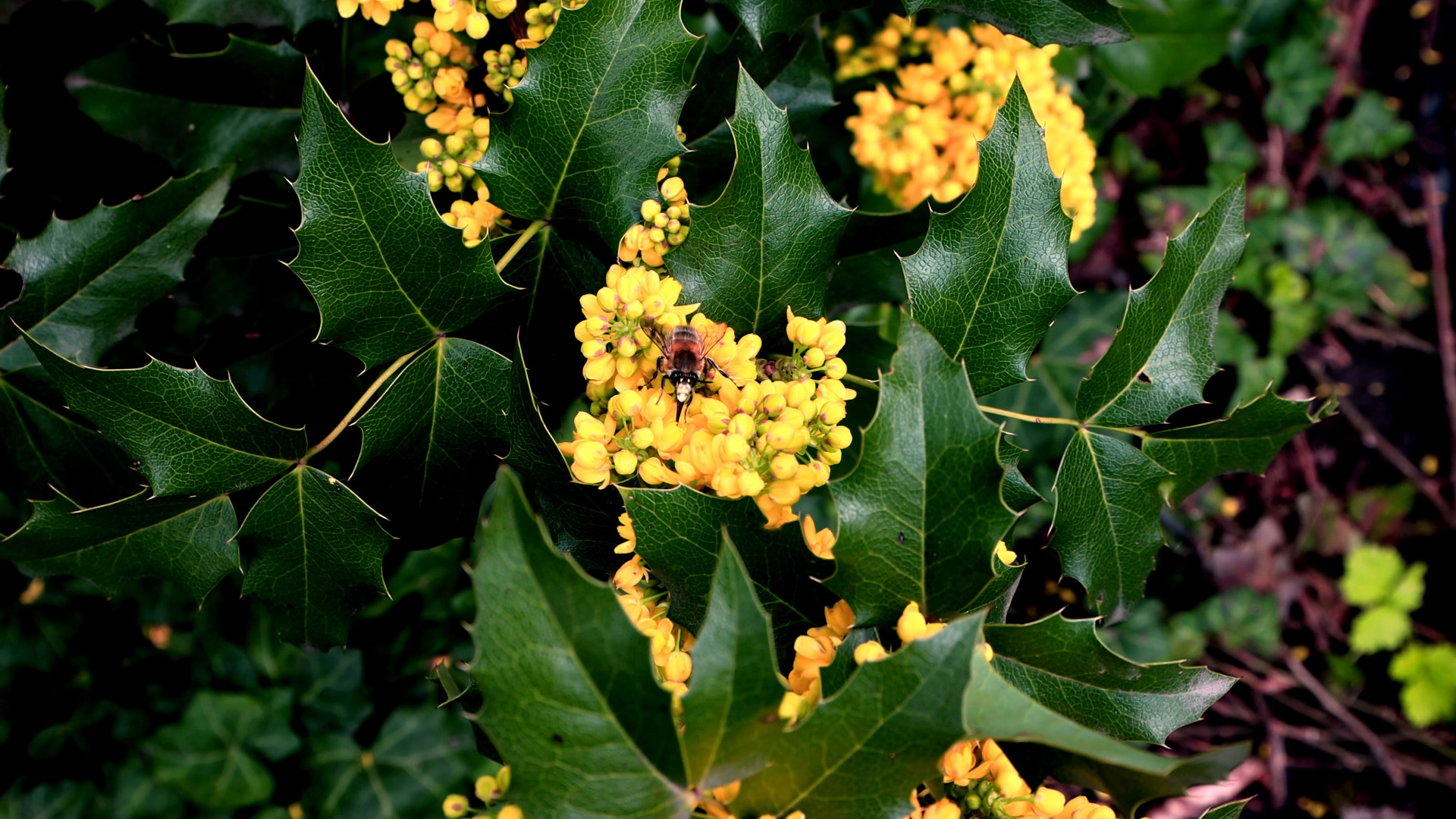Магония падуболистная и пчела