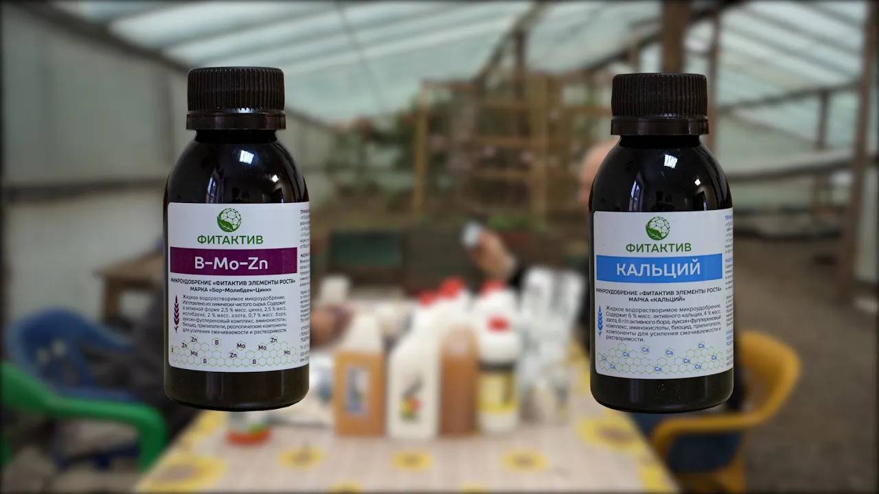 Кальций. Бор - молибден - цинк для выращивания самой большой тыквы🎃