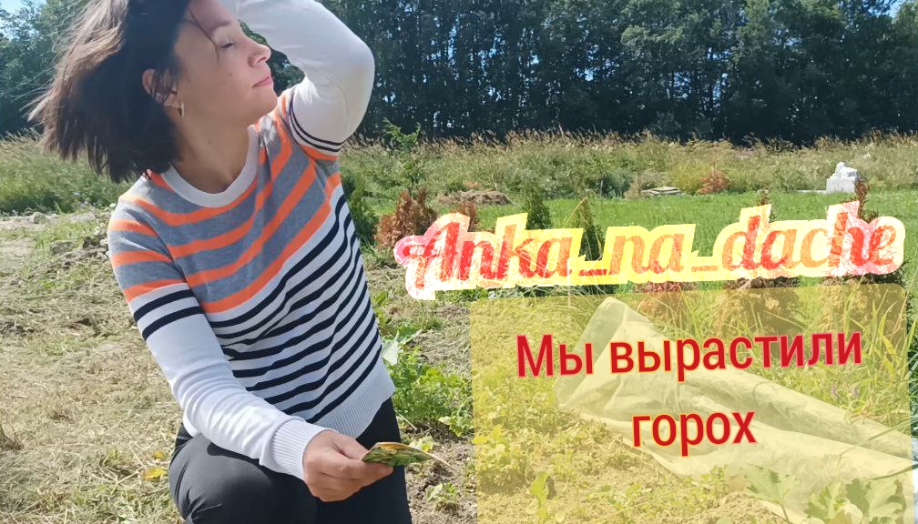 Мы вырастили горох