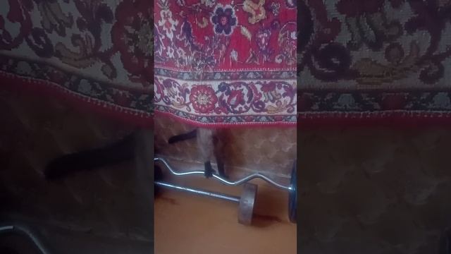 Cat Musik and Carpet
