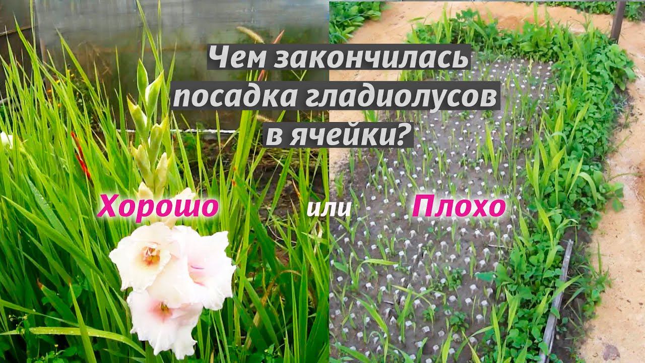 18 сентября 2019 - Результат - Посадка деток гладиолусов в ячейках