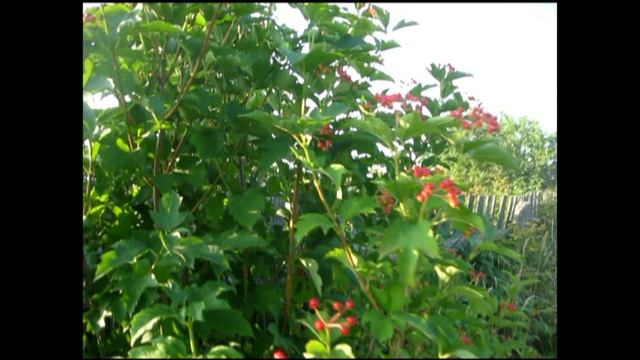 Снимаем на даче 2