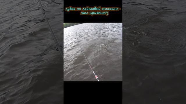 Крупный судак на лайтовый спиннинг! В конце произошла неприятность!) #рыбалка #shorts #топ #судак