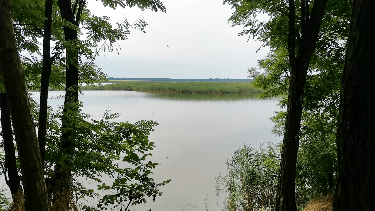 Отдых у реки | Наедине с природой №1