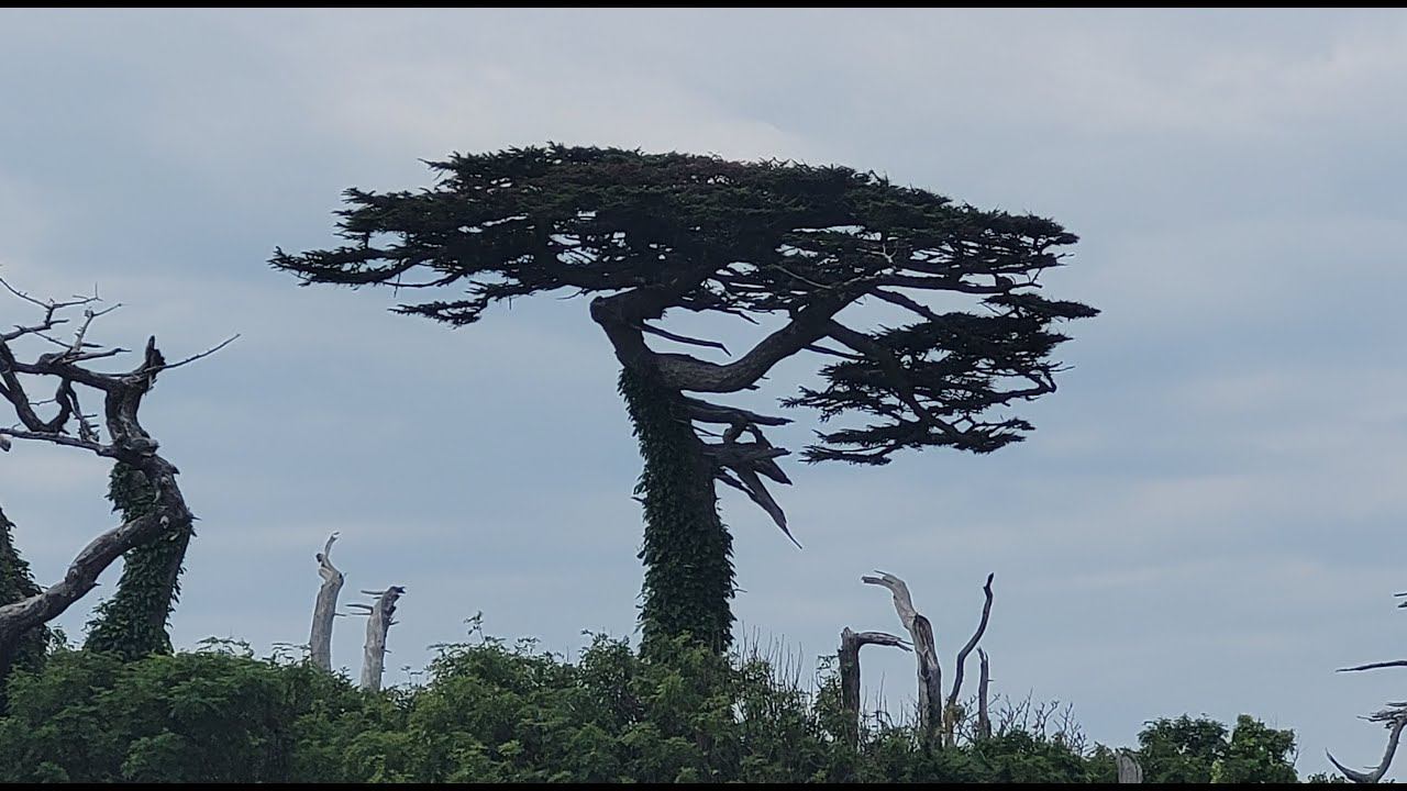 Итуруп-2023. Бонсаи, море, Жаркие воды