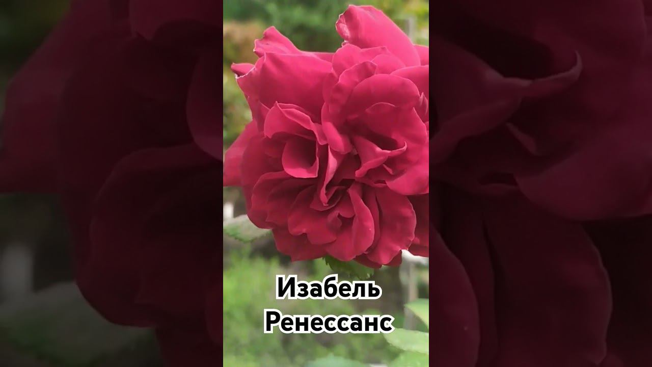 Изабель Ренессанс