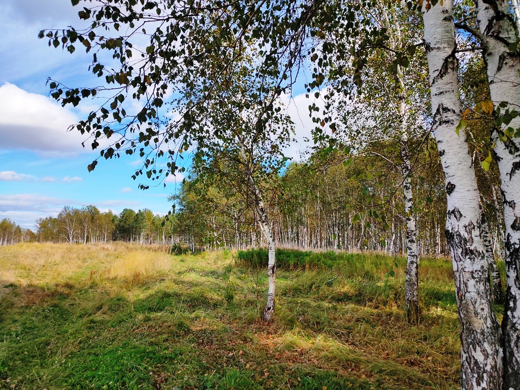земли сельхозназначения 6га около Белореченска Иркутская область