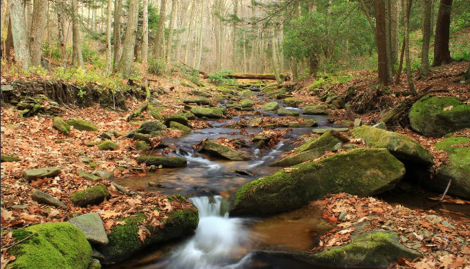 Звуки леса. Белый шум. Звуки природы - Звуки журчащего ручья ✦ звуки леса ✦ relaxing