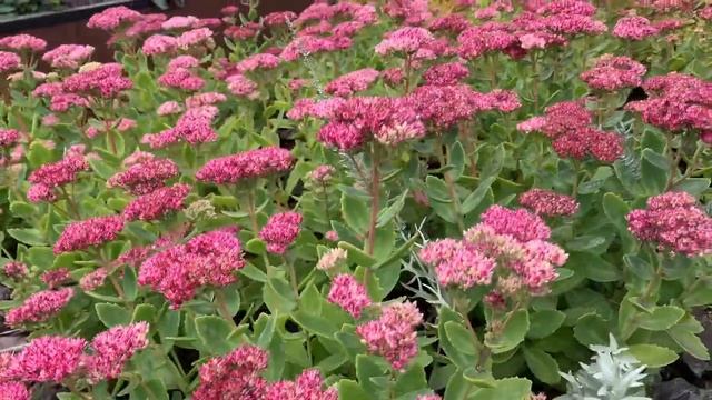 Самый неприхотливый медонос!