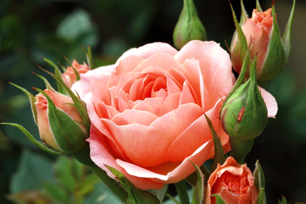 А.Дворжак. Романтическая пьеса-4.