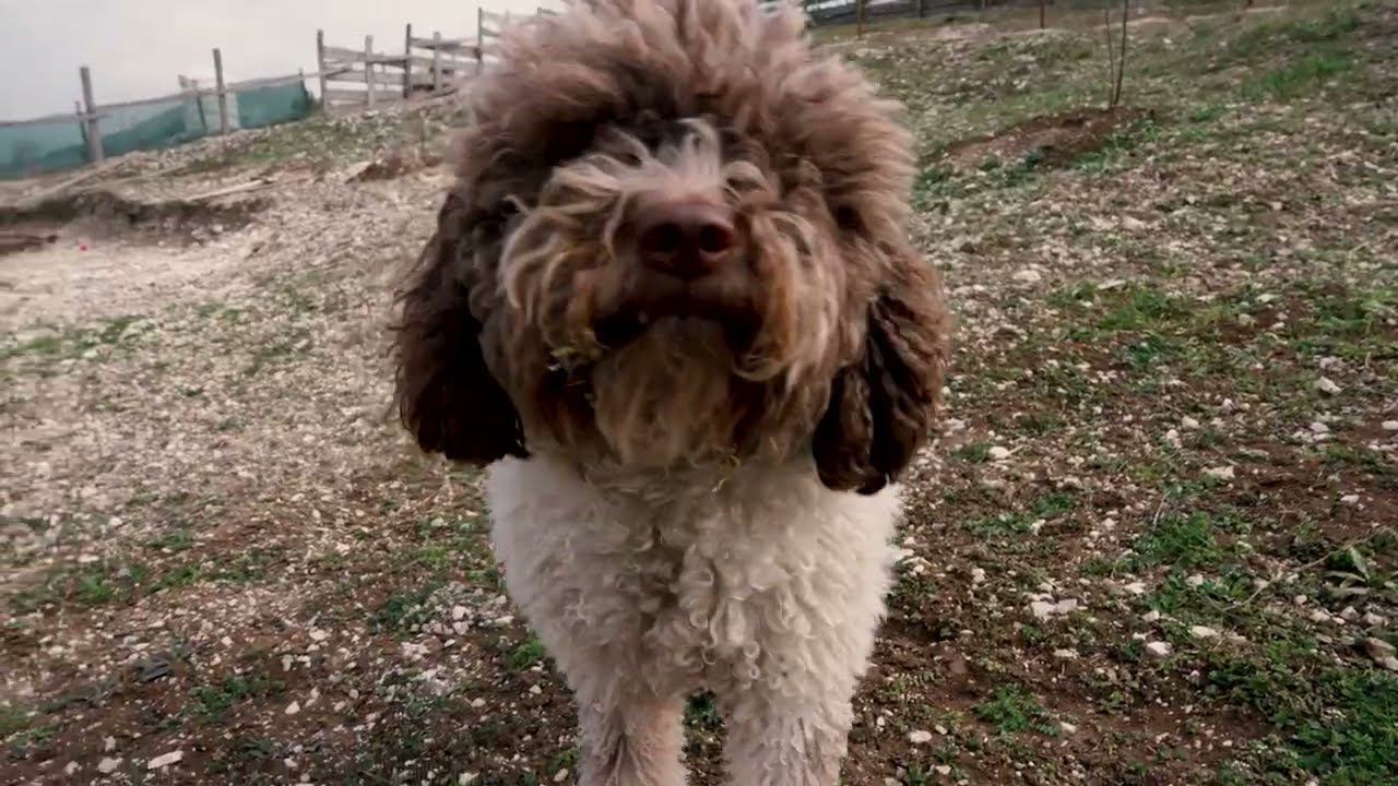 Жить в Крыму | Купить дом в Севастополе   #купитьдомвсевастополе #переездвкрым #alexisgrouprealty