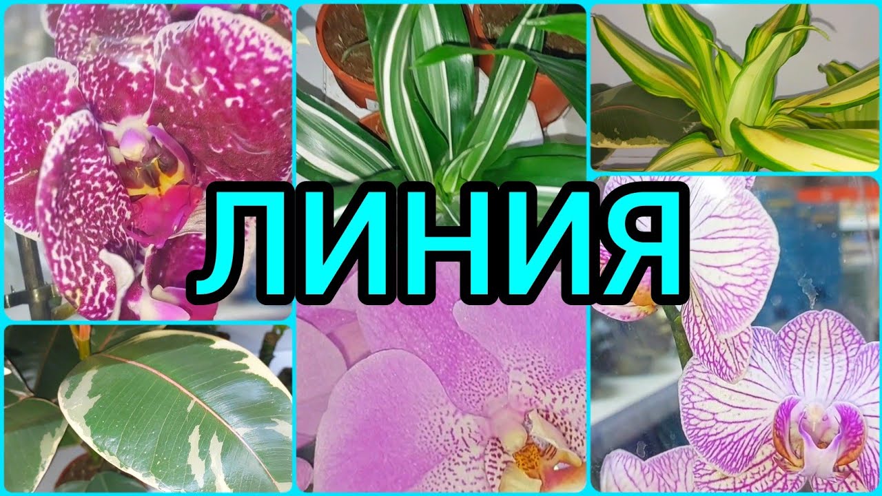 6.06.23 Гипермаркет Линия? #цветы #растения #обзор #орхидеи ?Драцены?Пальмы?Фикусы и др #Липецк