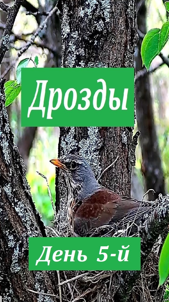 Птица дрозд. Тайны семейной жизни. День пятый
