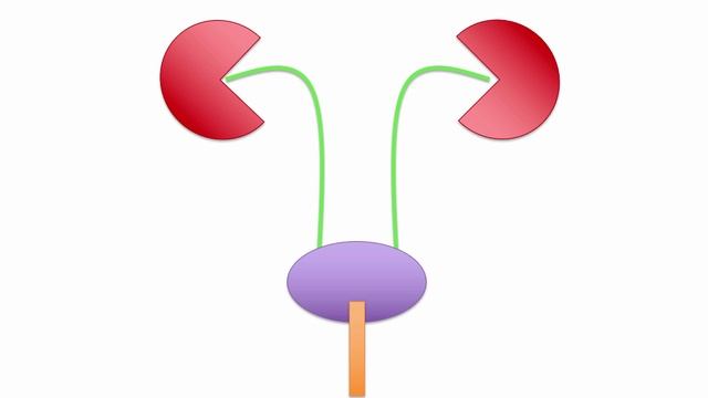 USMLE RX - 7.Микробиология - 6.Общее - 3.Инфекции Мочевыводящих путей