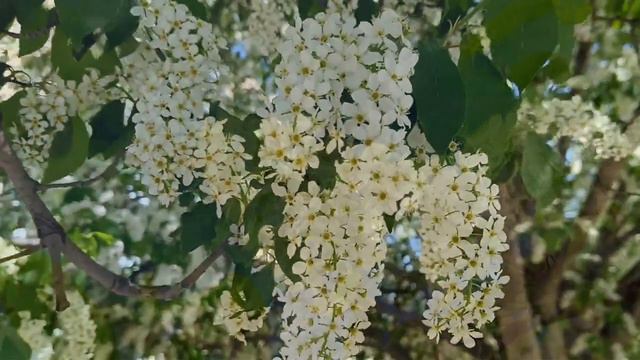 Виновата черемуха Супруги Сазоновы Алексей и Валентина бэк вокал, аранж баян А.Сазонов Ав НРудакова