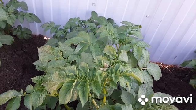 6-7.05.24. Похолодание. Красим под навесом. Памятник.