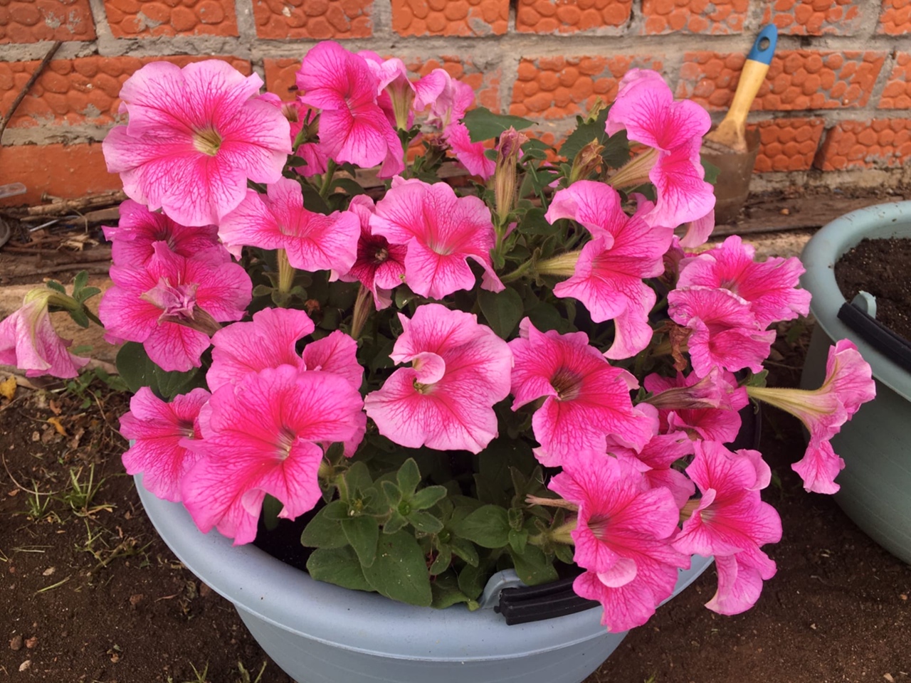 Посев петунии - легкий, простой и надежный способ..mp4