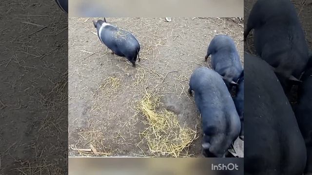 Немного о наших поросятах..