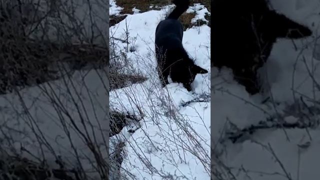 Марта и Фокси  - охота на мышь!