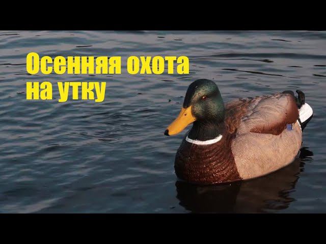 Осенняя охота на утку, Тверская область - Эп. 2