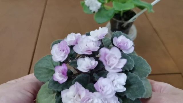 Шапочное цветение фиалки?результаты через 3 месяца