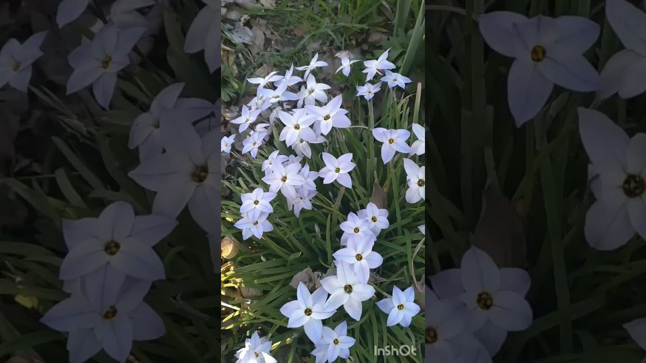 Голубая нежность.