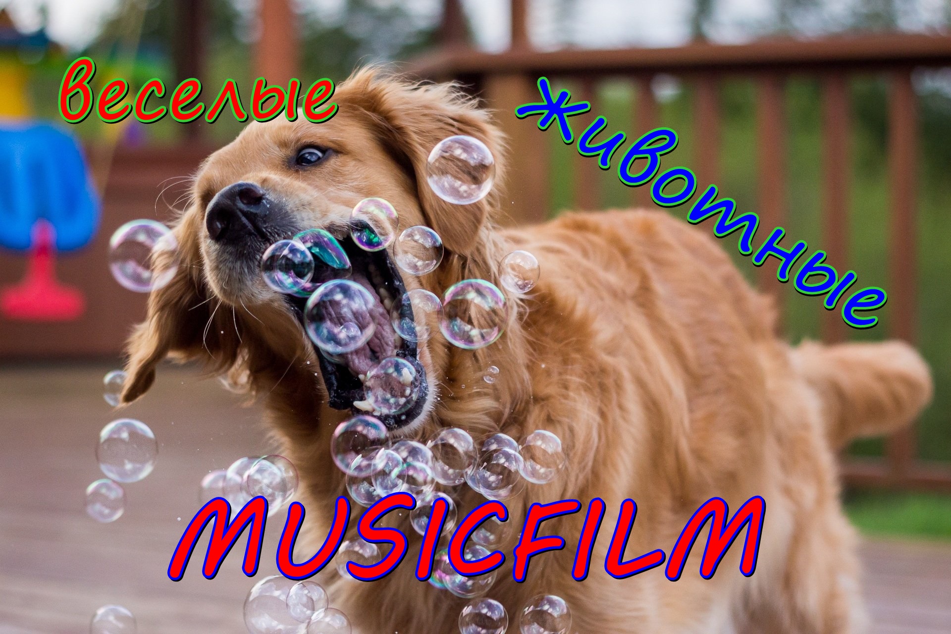 ????Веселые животные.Приколы с котами и собаками.????