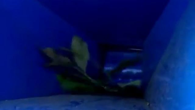 Измельчитель веток с гидравлическим приводом на мини погрузчик MultiOne