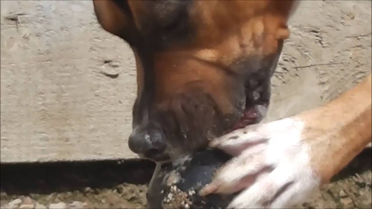 Гостиница для животных в Новосибирске. Стафф - Фрида.