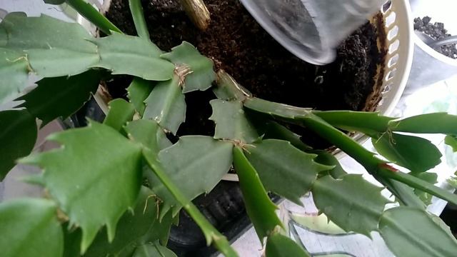 Замена окаменелого слоя земли.