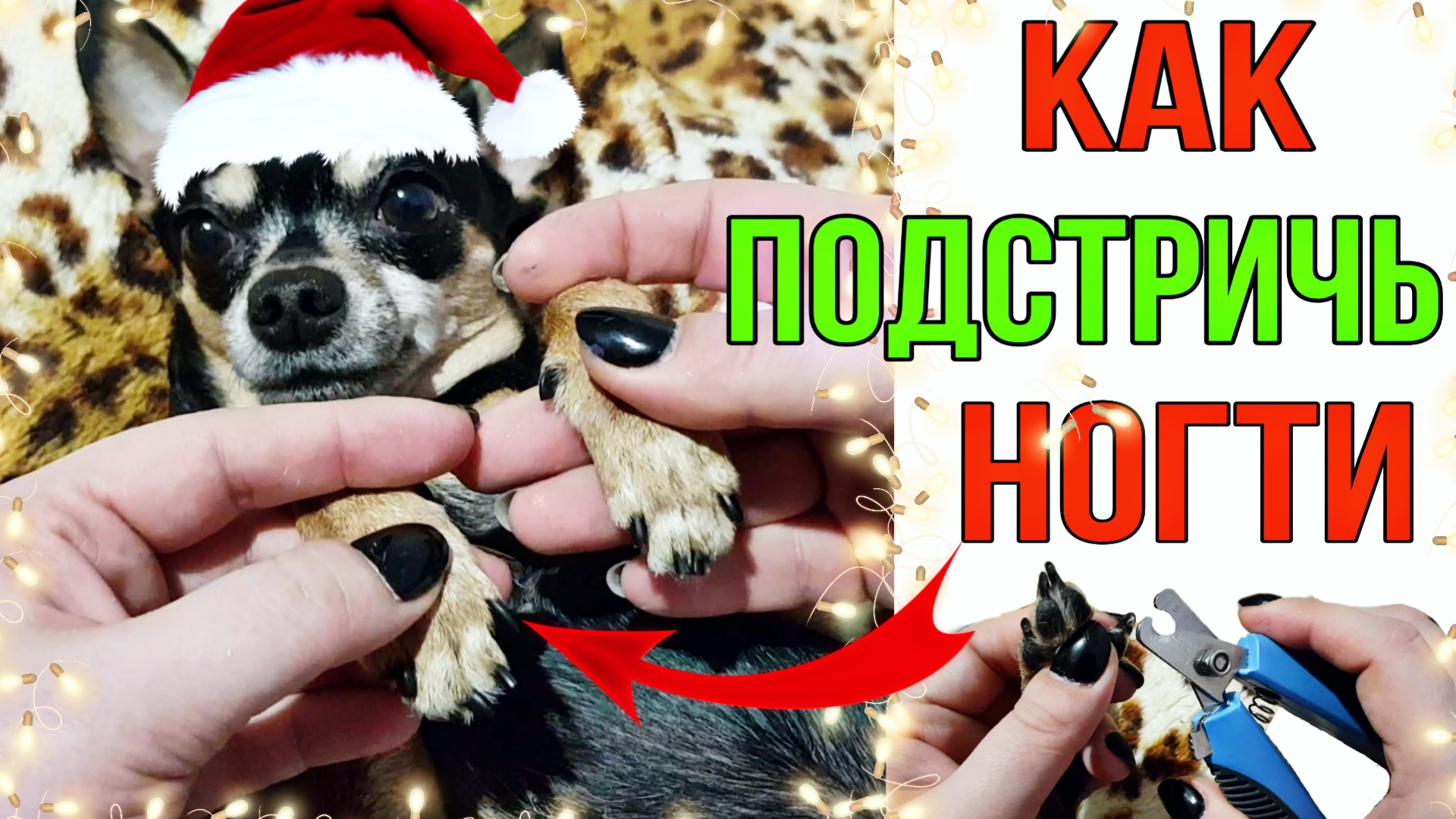 Как подстричь ногти собаке БЕСПЛАТНО. Мой секретный способ /Семья Козырь
