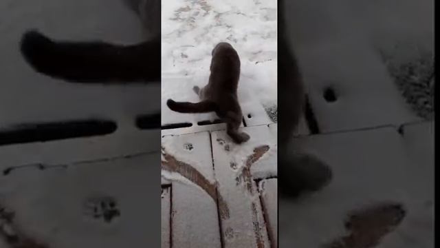 Котэ на летней резине.