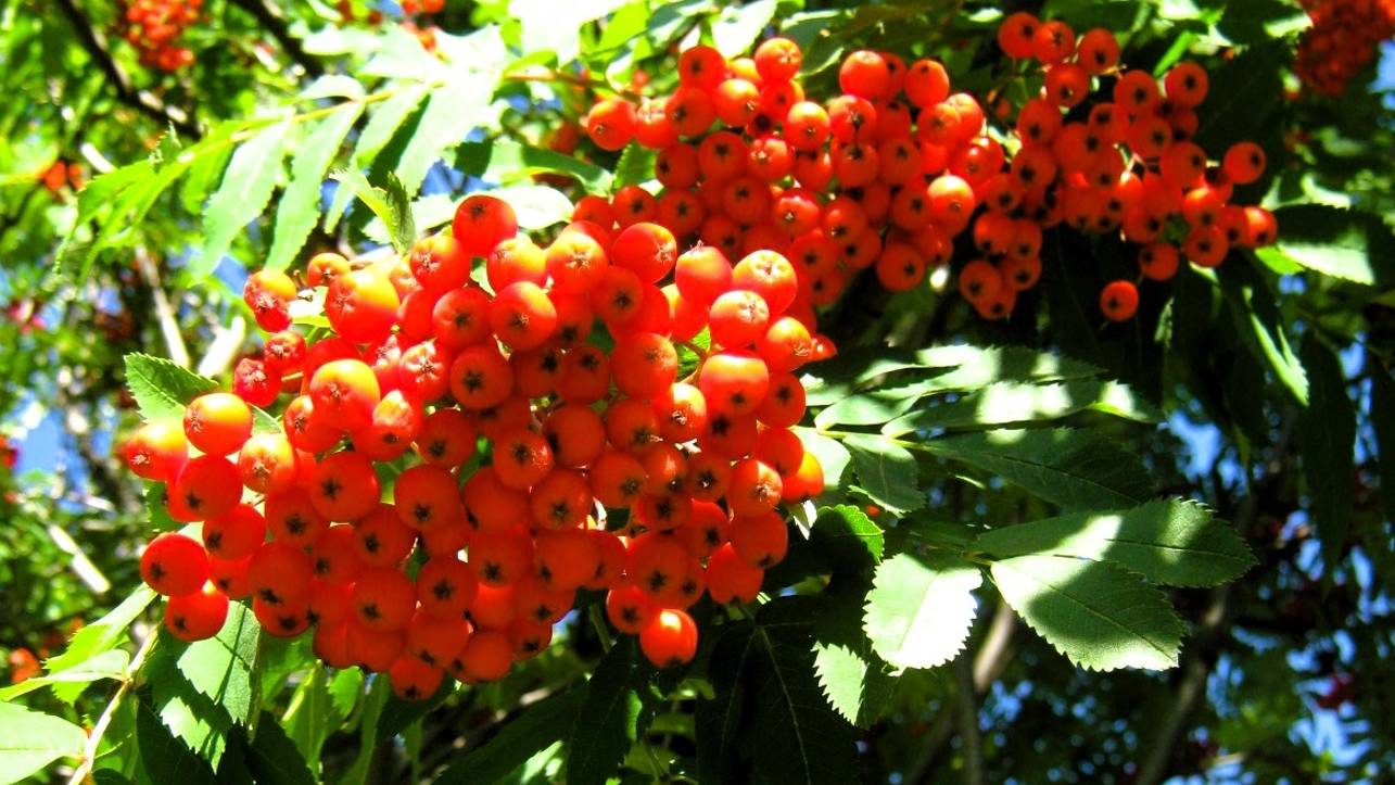 "ОЙ, ДА ТЫ, КАЛИНУШКА"... (Фото группы "СЕВЕРНАЯ ГЛУБИНКА") - Дуэт Баянистов А. ШАЛАЕВ, Н. КРЫЛОВ)