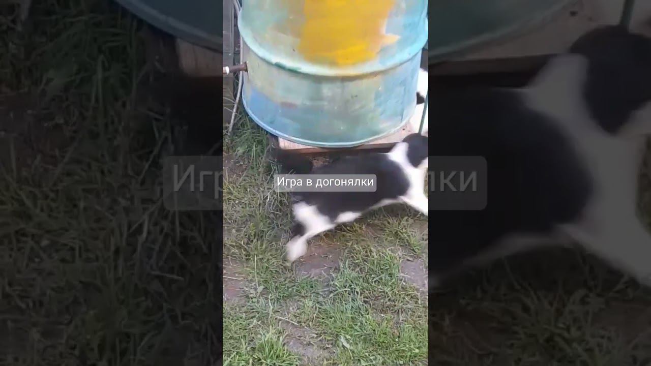 Кошечки играют в догонялки #питомцы #животные