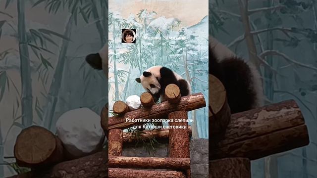 Работники Московского зоопарка слепили панде Катюше снеговика.