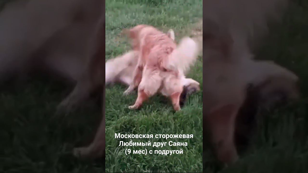 Собаки зажигают