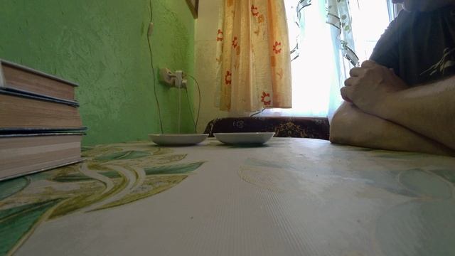 Курочка и концерт для кота)