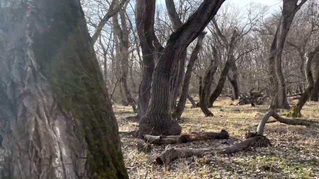 Лес с деревьями исполинского размера