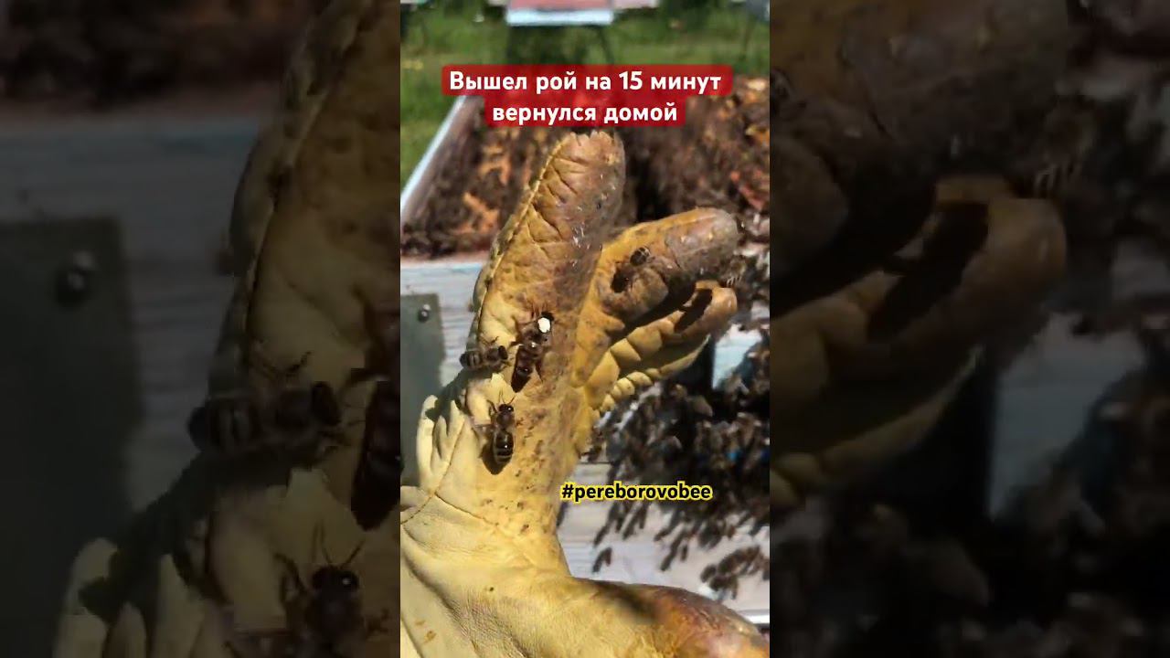 Вышел и домой вернулся! ПАСЕКА! #пчеловодство #pereborovobee #bee #роение #мёд
